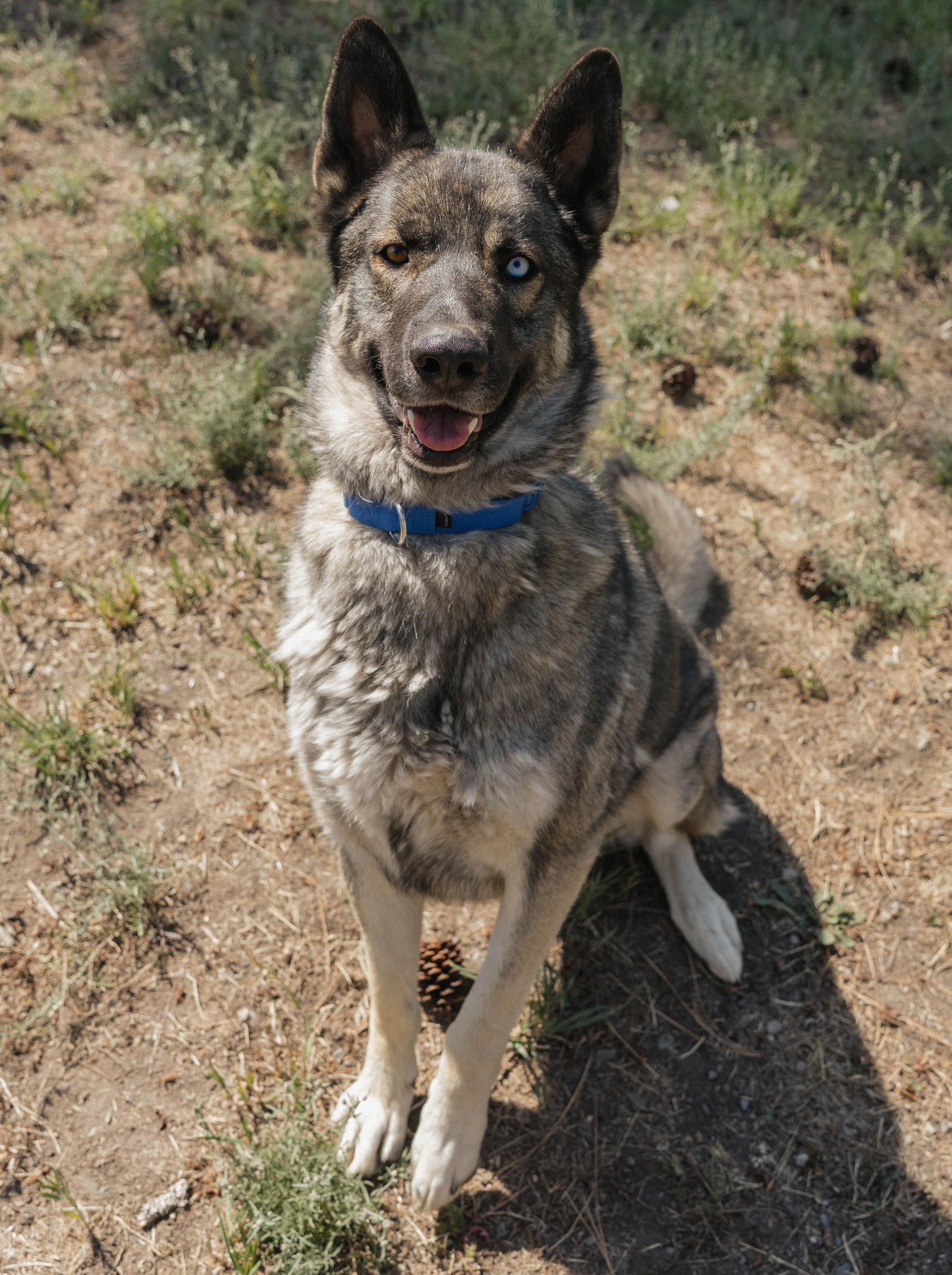 Dog for adoption - Achilles, a German Shepherd Dog Mix in Libby, MT ...