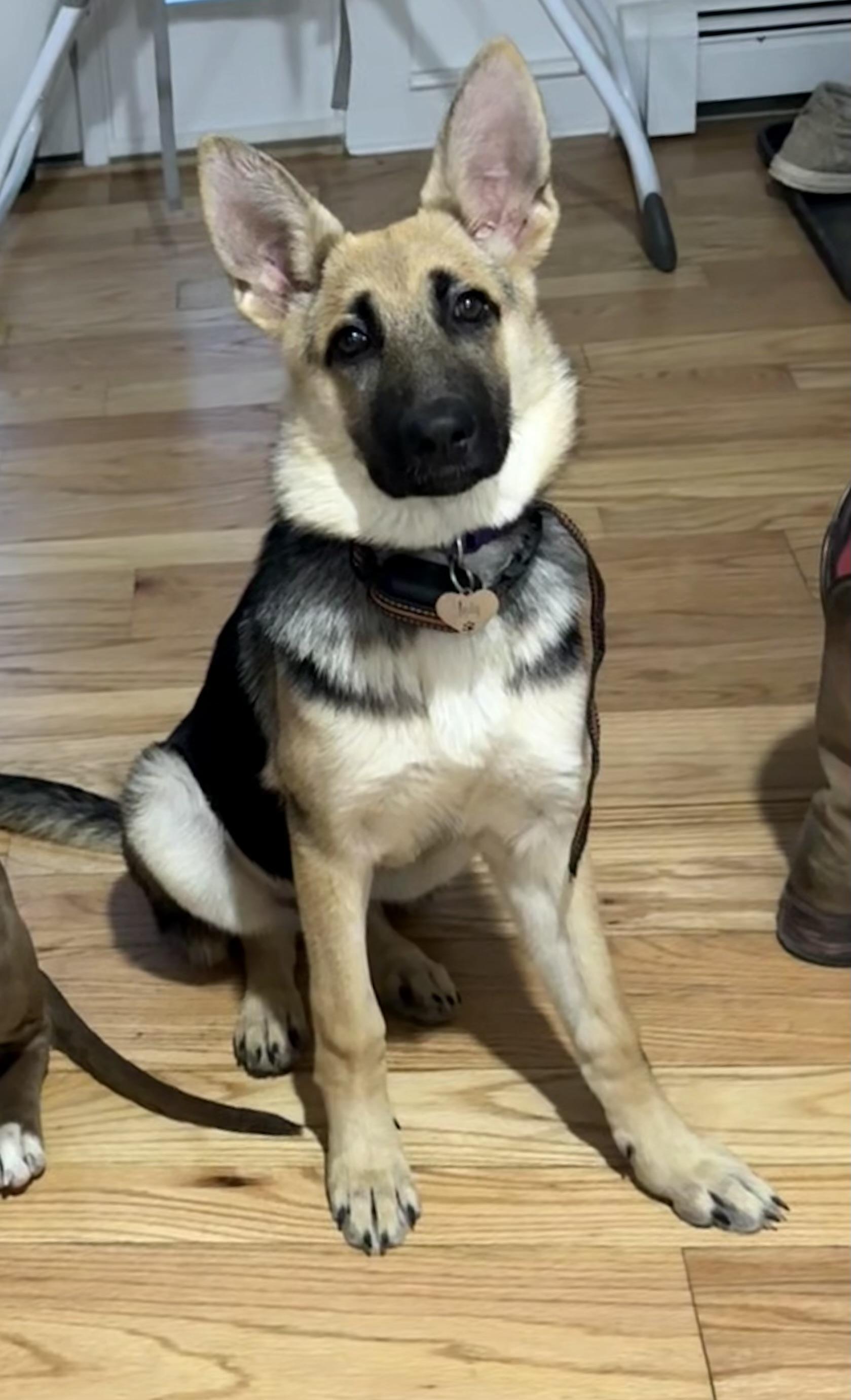 Dog for adoption - Goofy, the goofball-in-jail just longing to give you ...