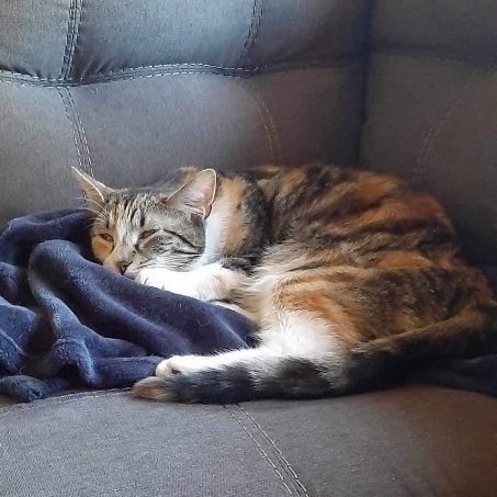 Cat for adoption - Richard & Little Bitz, a Domestic Short Hair in ...