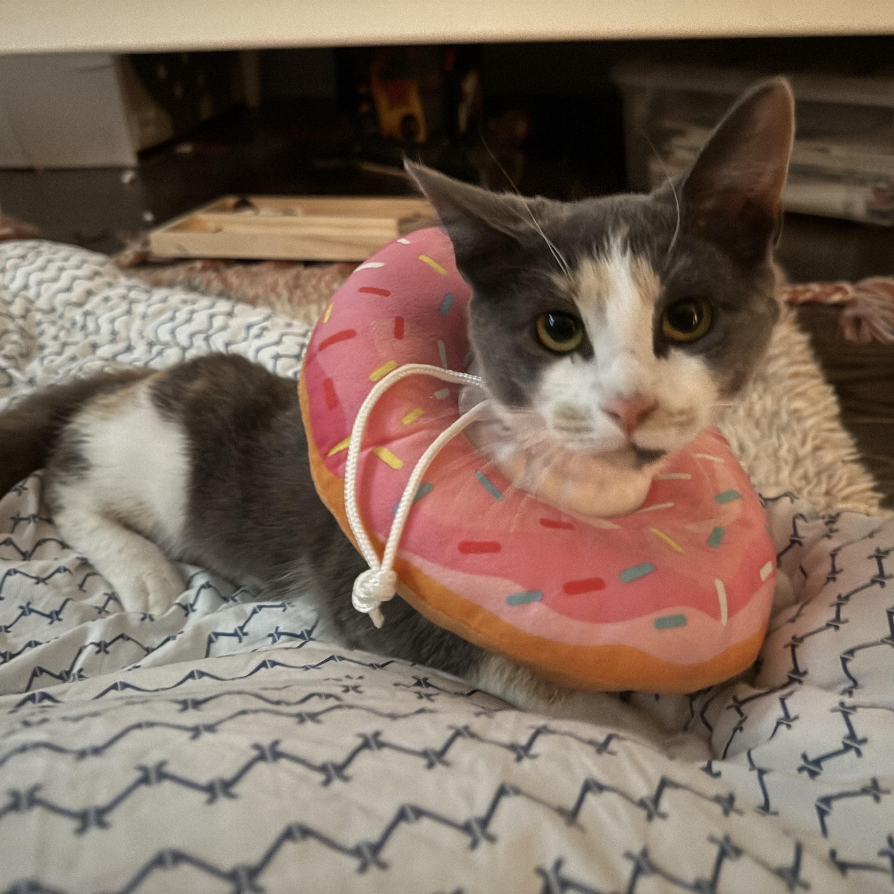 Cat for adoption - Brownie, a Domestic Short Hair in Philadelphia, PA ...