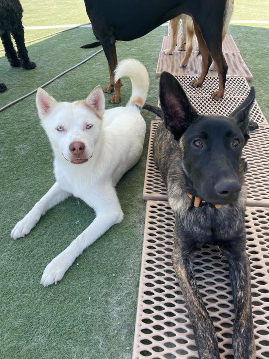 Dog for adoption - April, a Siberian Husky & Catahoula Leopard Dog Mix ...