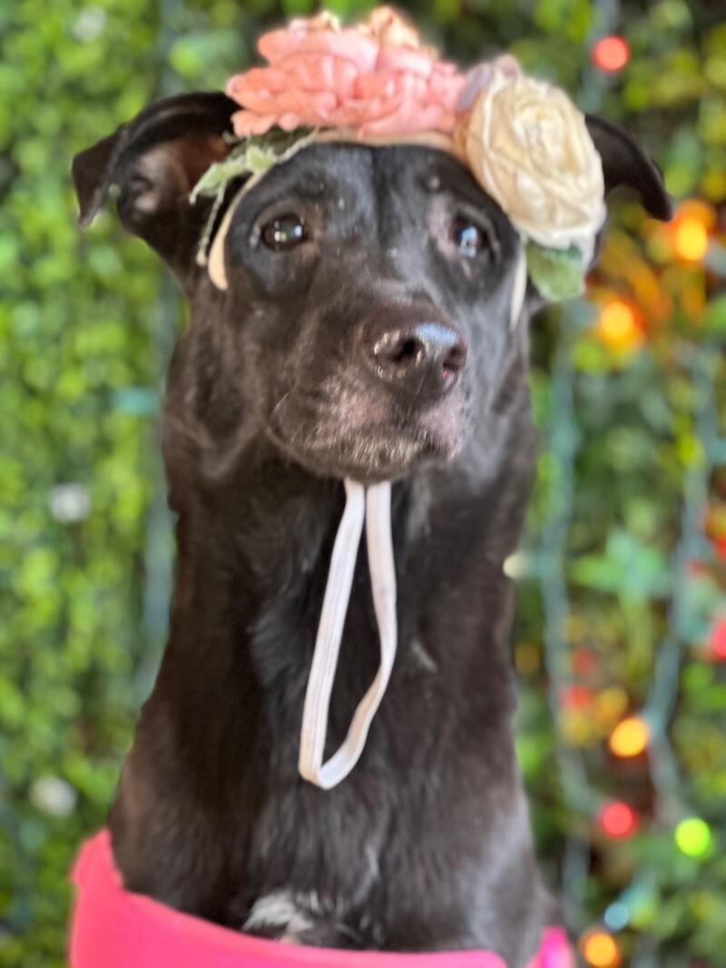 Dog for adoption - Fog, a Flat-Coated Retriever & Black Labrador ...