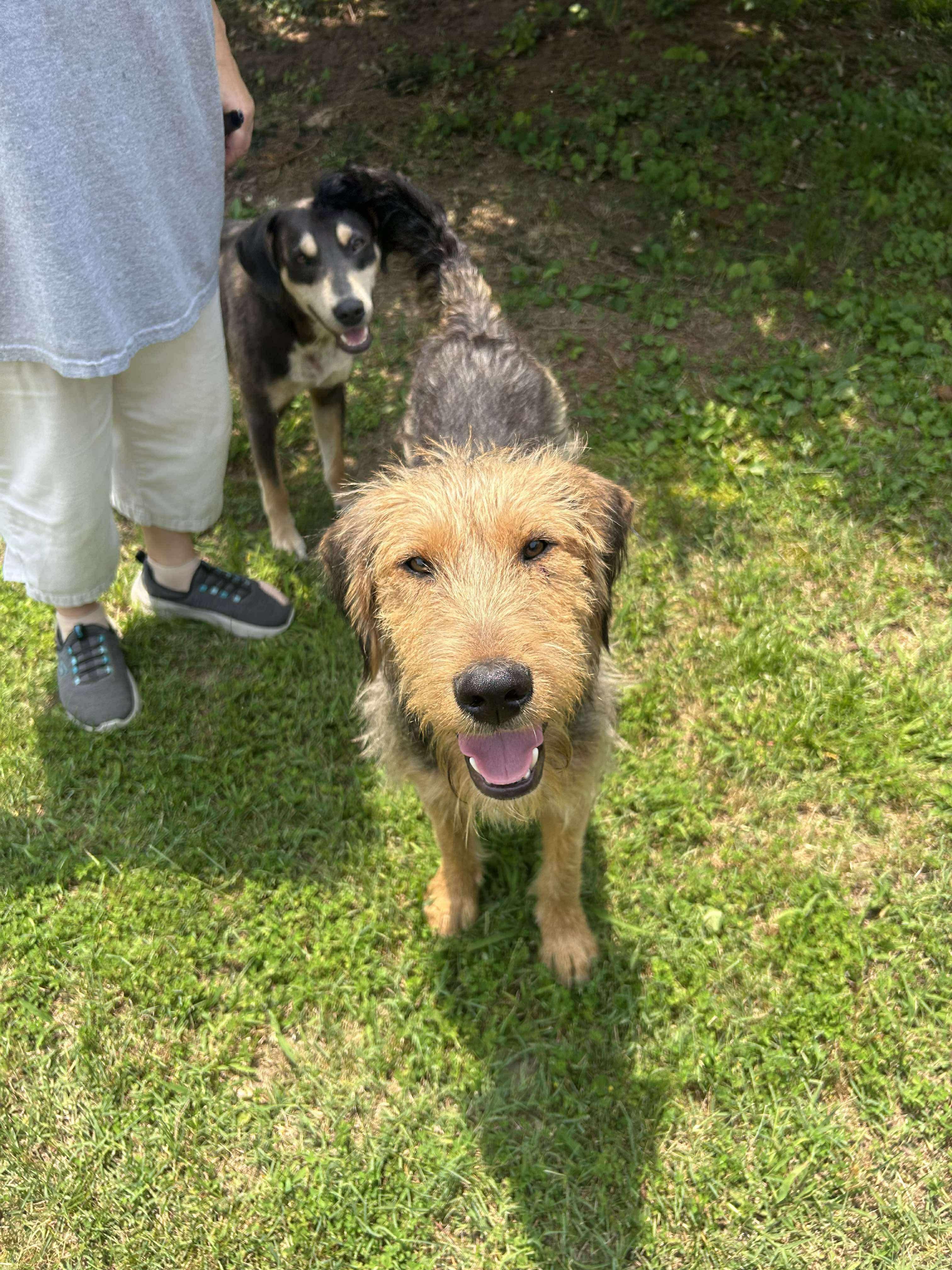 Dog for adoption - Jonesy, an Airedale Terrier & Golden Retriever Mix ...