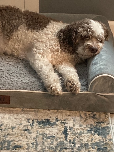 Dog for adoption - BooBoo, a Cockapoo in Cape Coral, FL | Petfinder