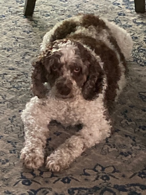 Dog for adoption - BooBoo, a Cockapoo in Cape Coral, FL | Petfinder