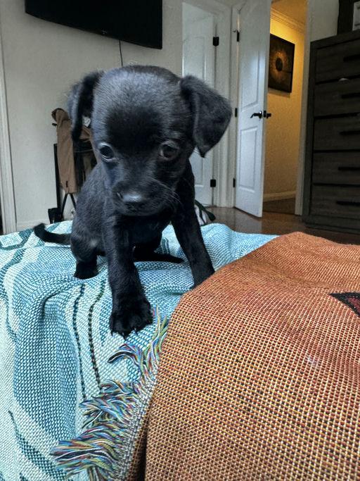 Dog for adoption - Meek, a Chihuahua Mix in Los Angeles, CA | Petfinder