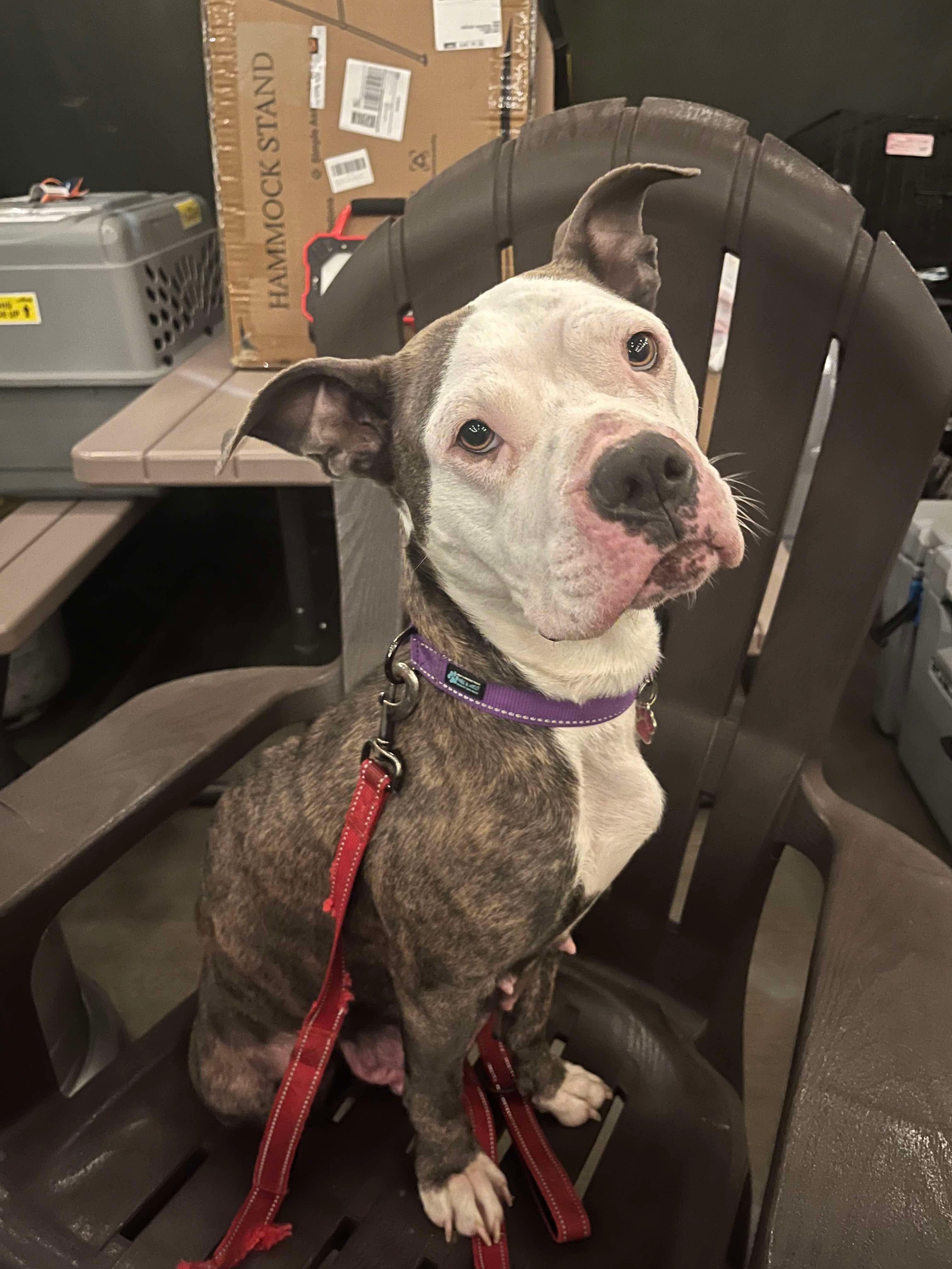 Dog for adoption - Fiona, a Mixed Breed in Puyallup, WA | Petfinder