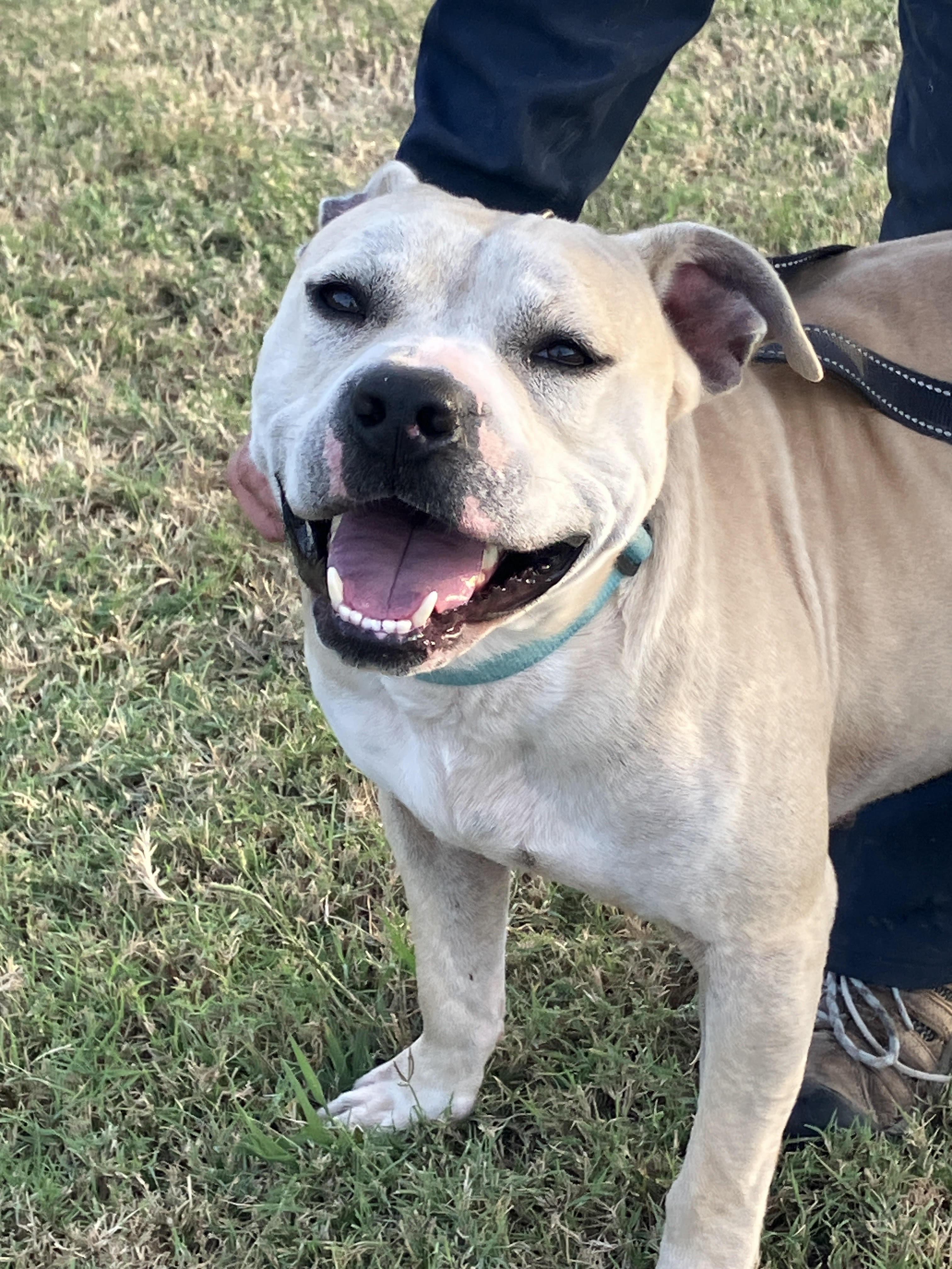 Dog for adoption - ZACH-Big Loveable Potato, a Staffordshire Bull ...