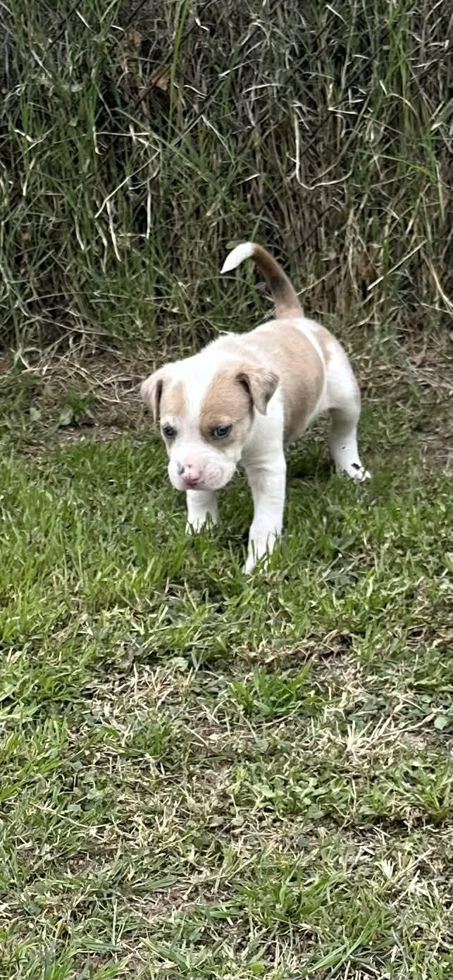 Tonga - Adoptable Pet | Petfinder | Petfinder