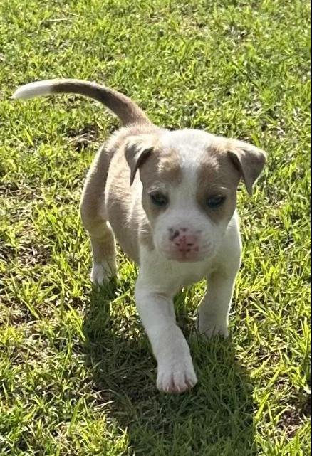 Tonga - Adoptable Pet | Petfinder | Petfinder