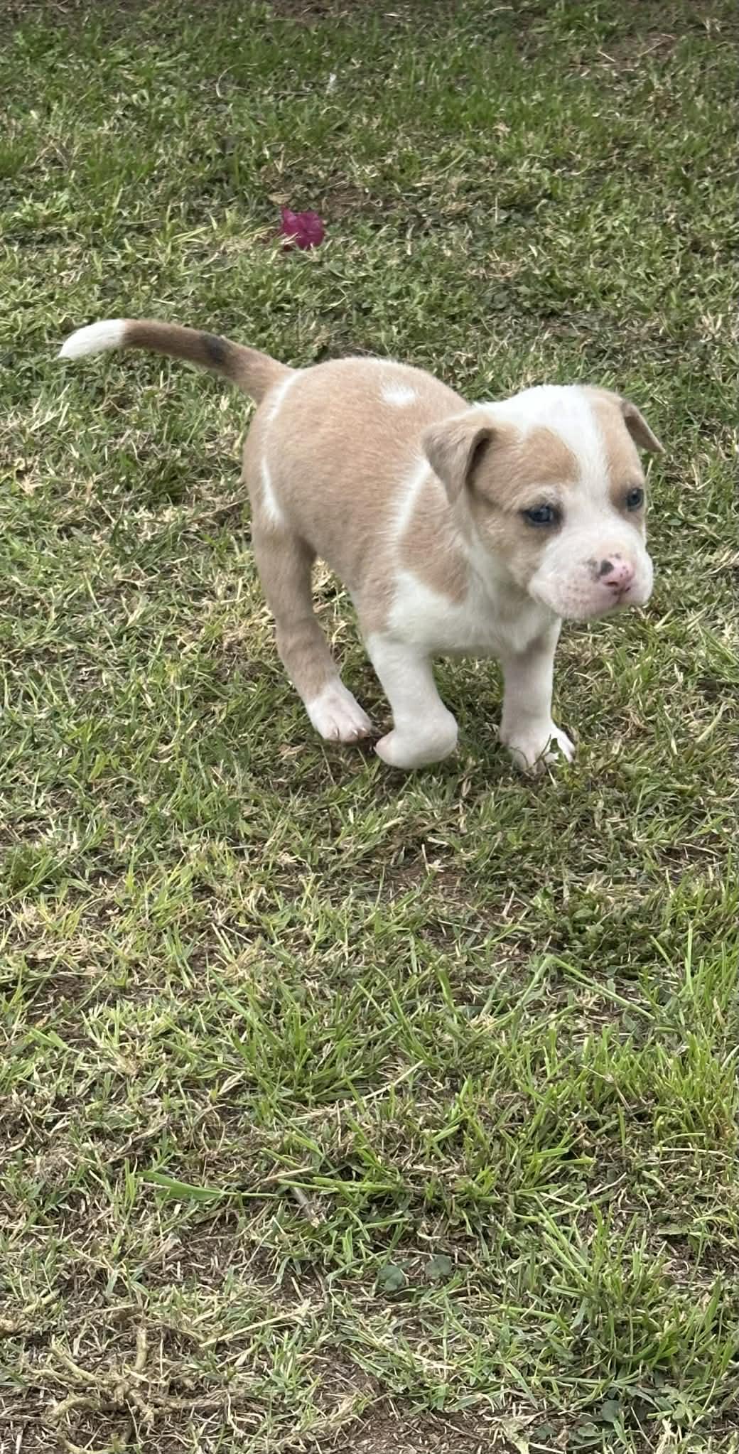 Tonga - Adoptable Pet | Petfinder | Petfinder