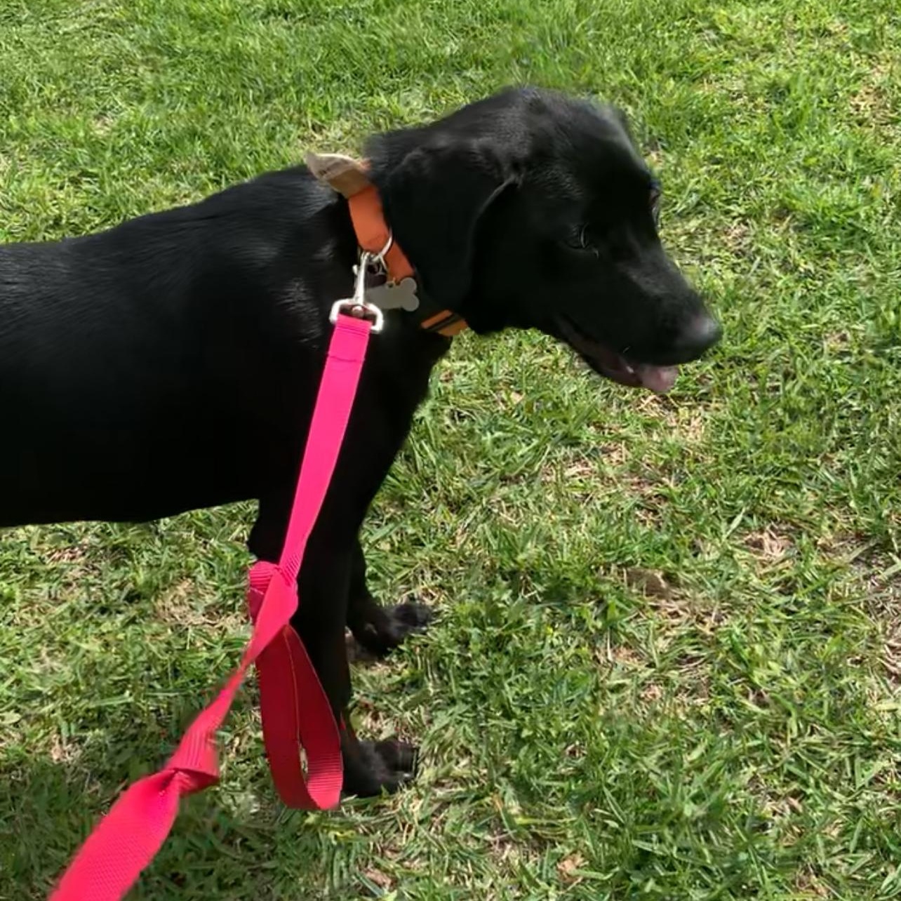 Dog for adoption - Scout, a Labrador Retriever in Hershey, PA | Petfinder