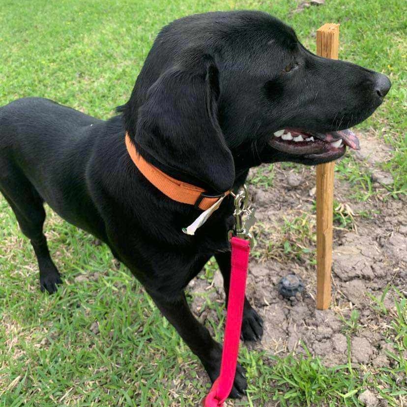Dog for adoption - Scout, a Labrador Retriever in Hershey, PA | Petfinder
