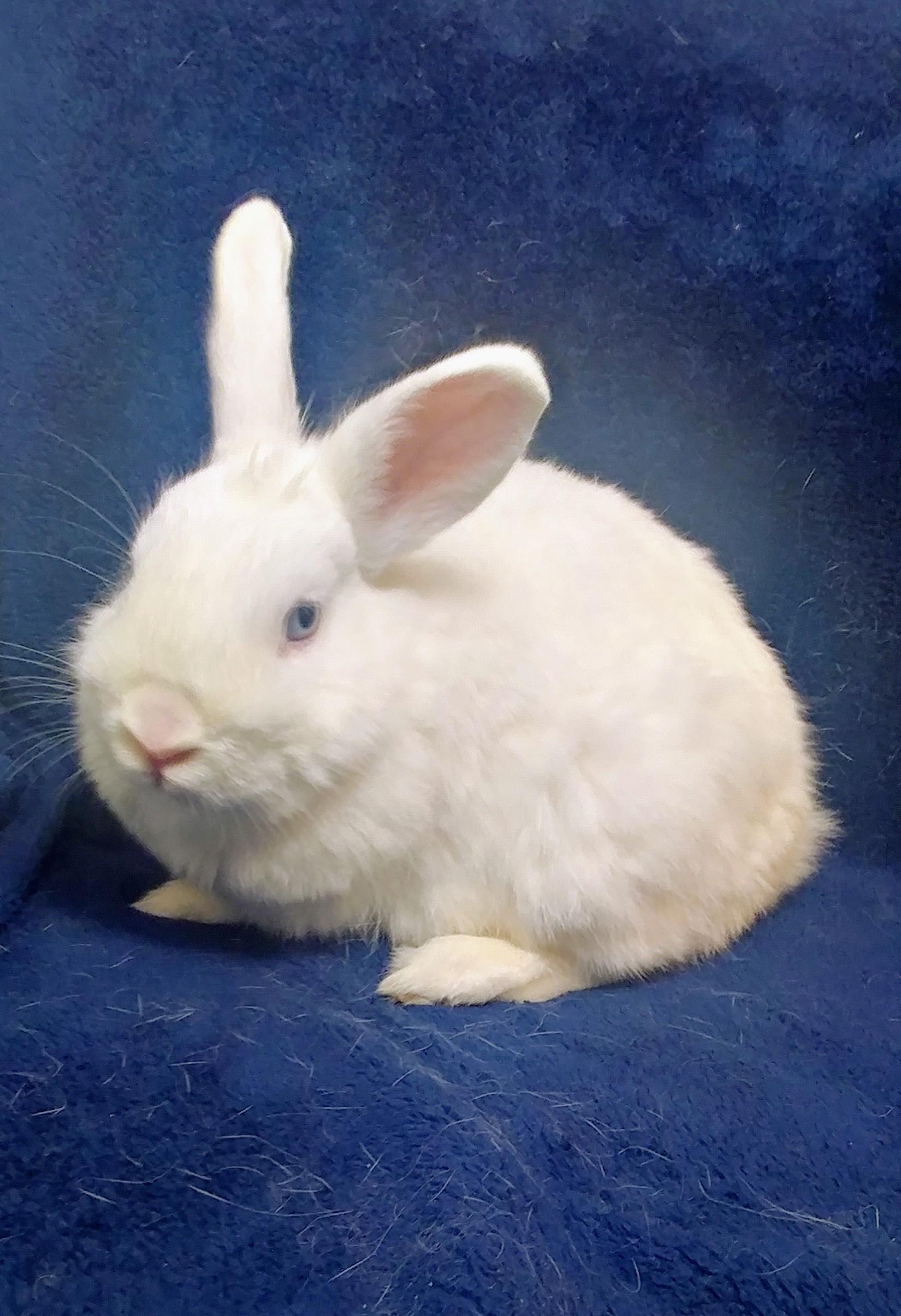 Rabbit for adoption - Shortcut, a Bunny Rabbit & Dwarf Mix in Lake ...