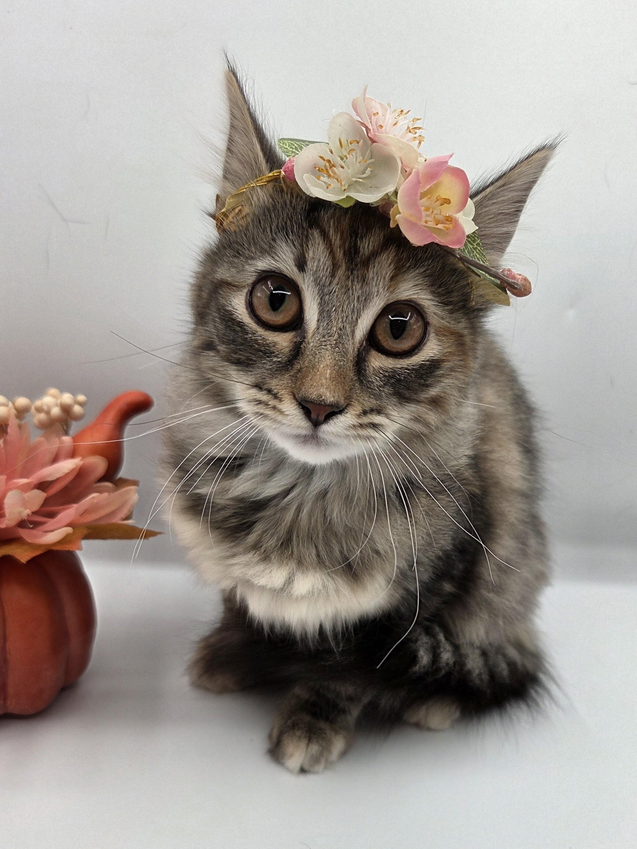 Cat for adoption - Harper, a Domestic Medium Hair & Calico Mix in South ...