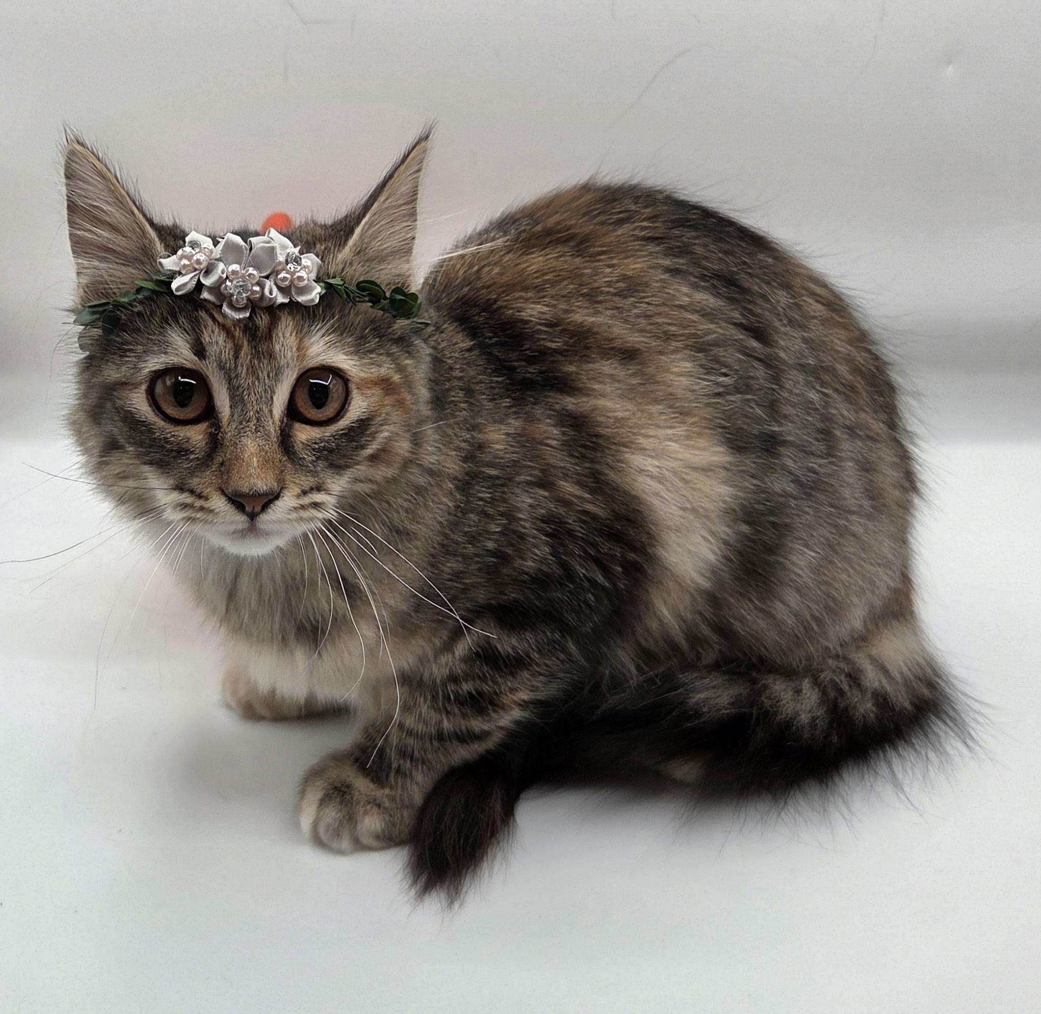 Cat for adoption - Harper, a Domestic Medium Hair & Calico Mix in South ...