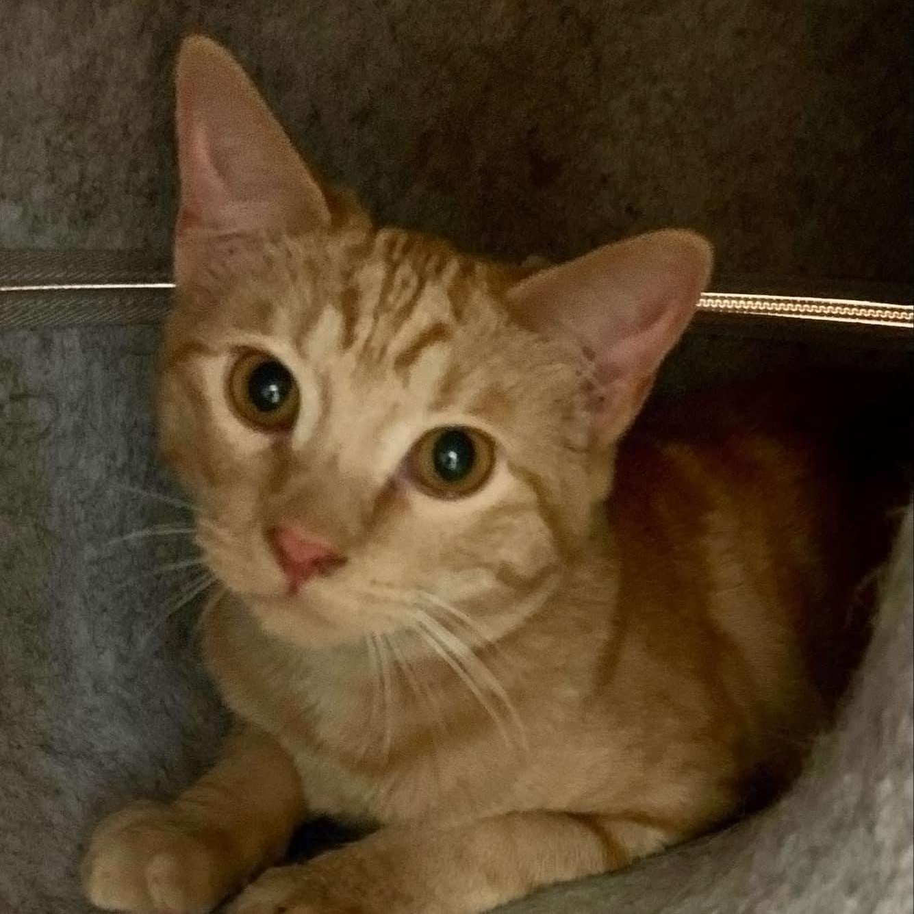 Cat for adoption - Timone, a Domestic Short Hair in Rushville, IL ...