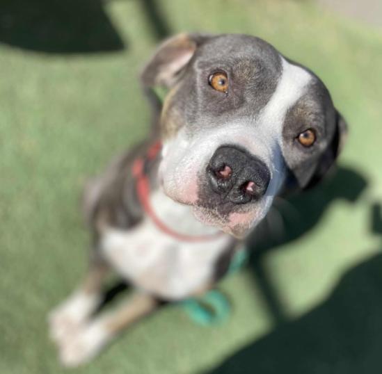 Dog for adoption - Natasha is Perfect for You, an American ...