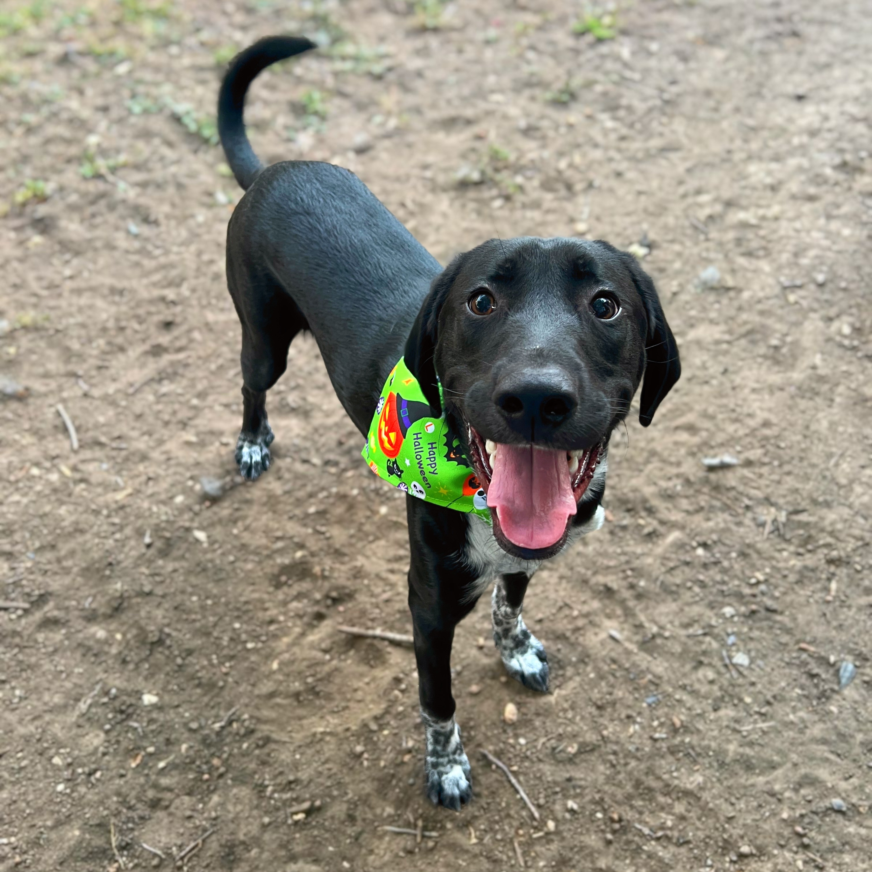 Dog for adoption - Gunner, a Labrador Retriever & German Shorthaired ...